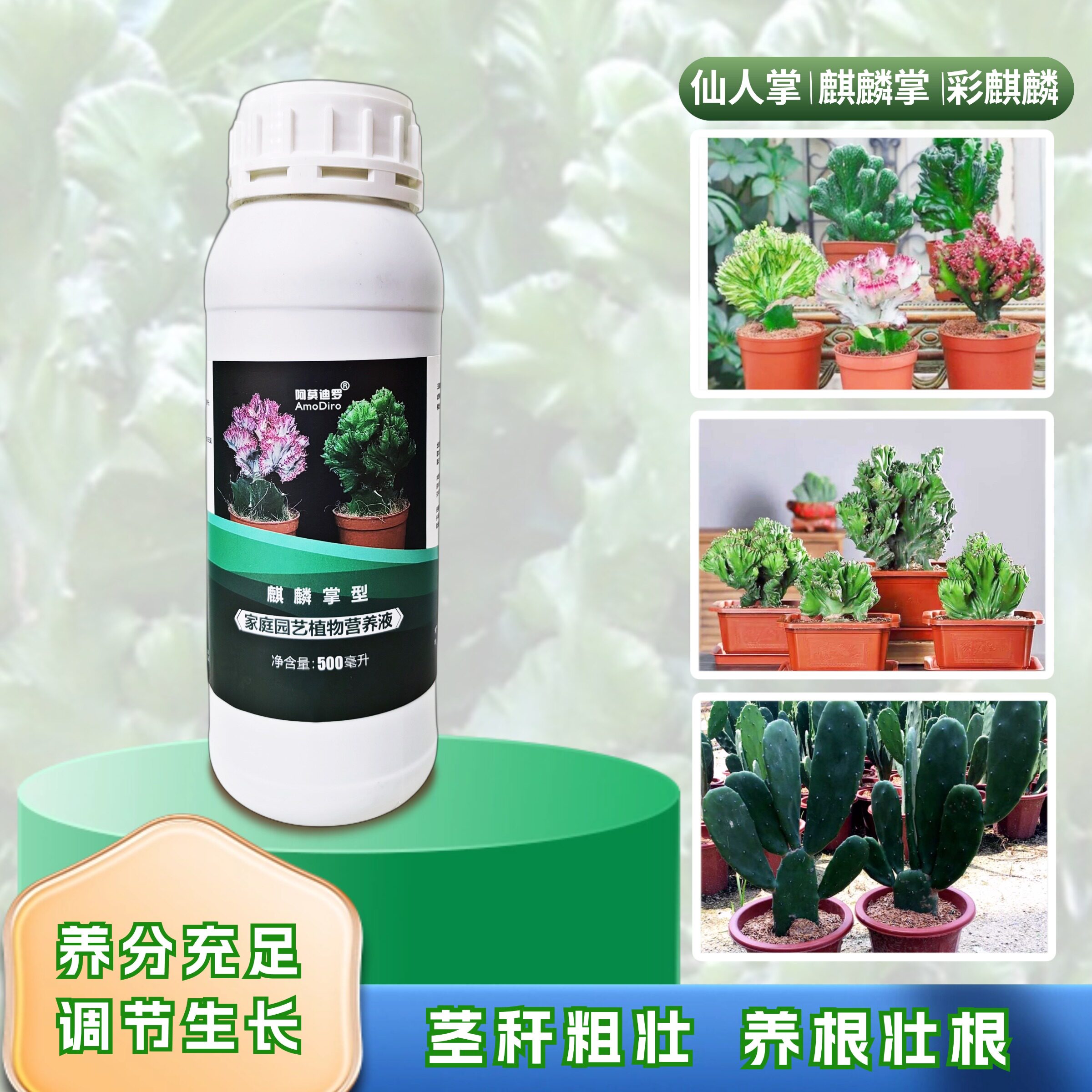 仙人掌玉麒麟彩麒麟龙骨霸王鞭扇贝麒麟铁甲麒麟专用营养液