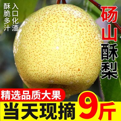 正宗砀山酥梨新鲜水果