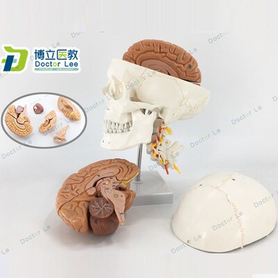 人体头颅骨大脑模型头骨模型1:1颅脑神经外科解剖X头骨模型医教