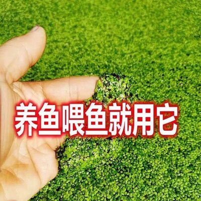 小叶芝麻浮萍水草养鱼养龟鱼