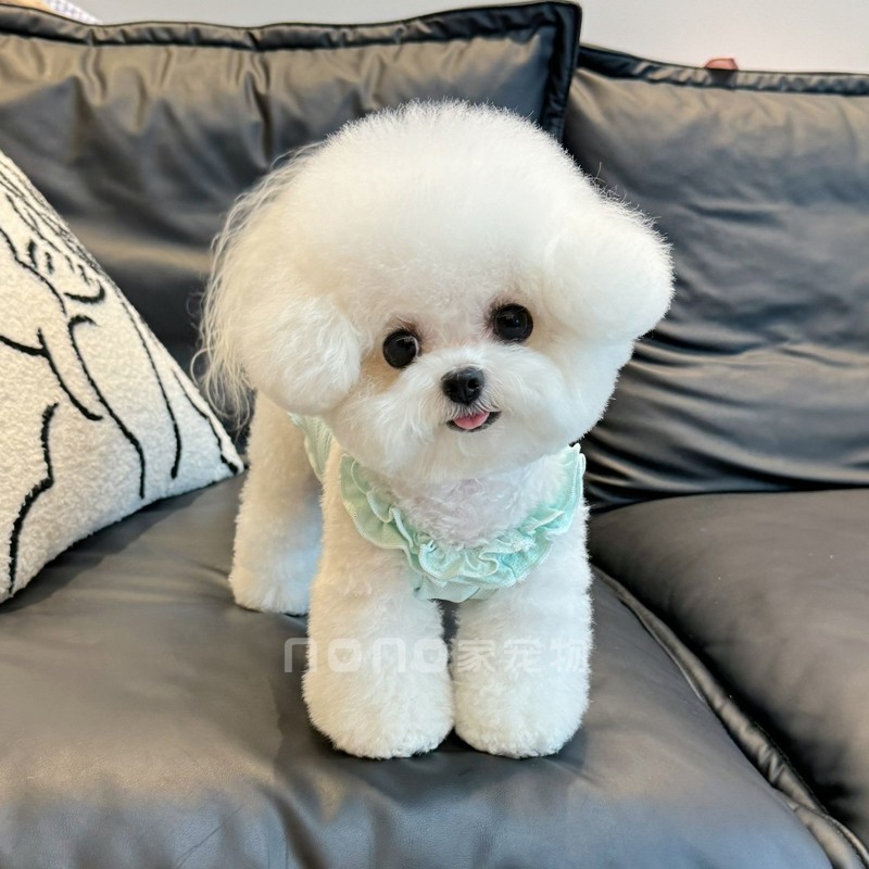 狗狗衣服春夏薄款透气背心高弹运动面料防晒衣宠物比熊泰迪马尔泰
