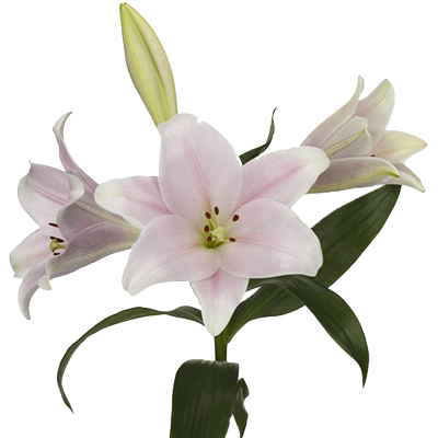 荷兰进口香水耐热易养护百合种球