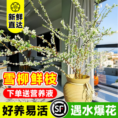 雪柳鲜枝带花苞水养干枝