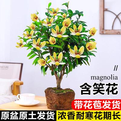 含笑花盆栽老桩树苗带苞室
