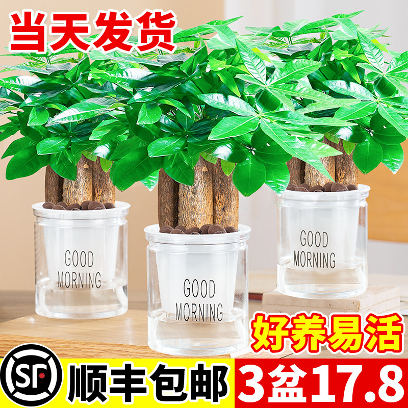 发财树小盆栽花卉绿植好养易活净化空气四季旺宅桌面发财树小盆栽_虎窝淘