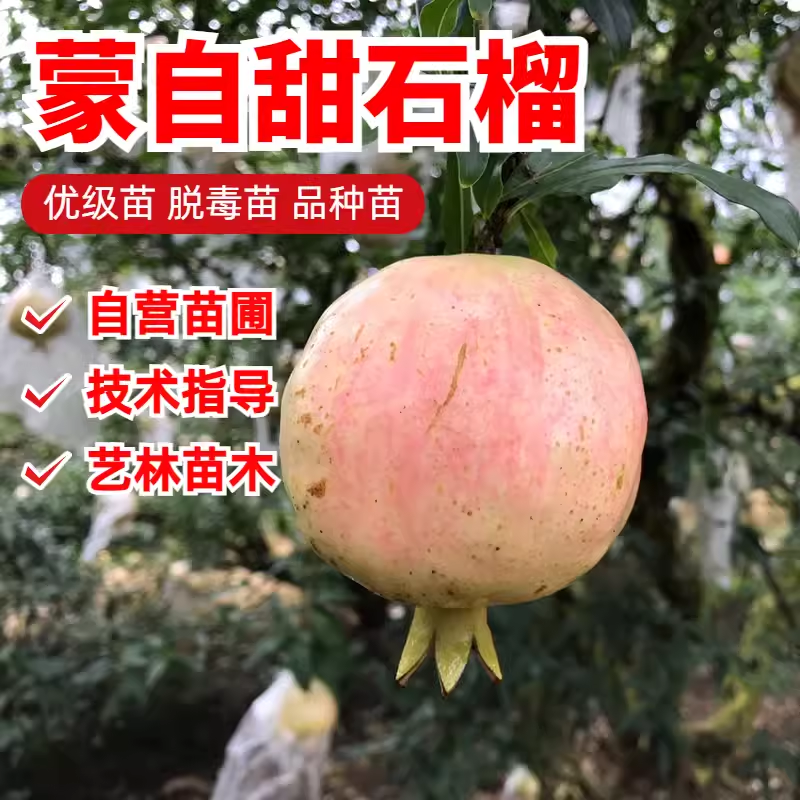 庭院果树苗木盆栽地栽云南蒙自甜石榴苗个大味甜当年结果石榴树苗