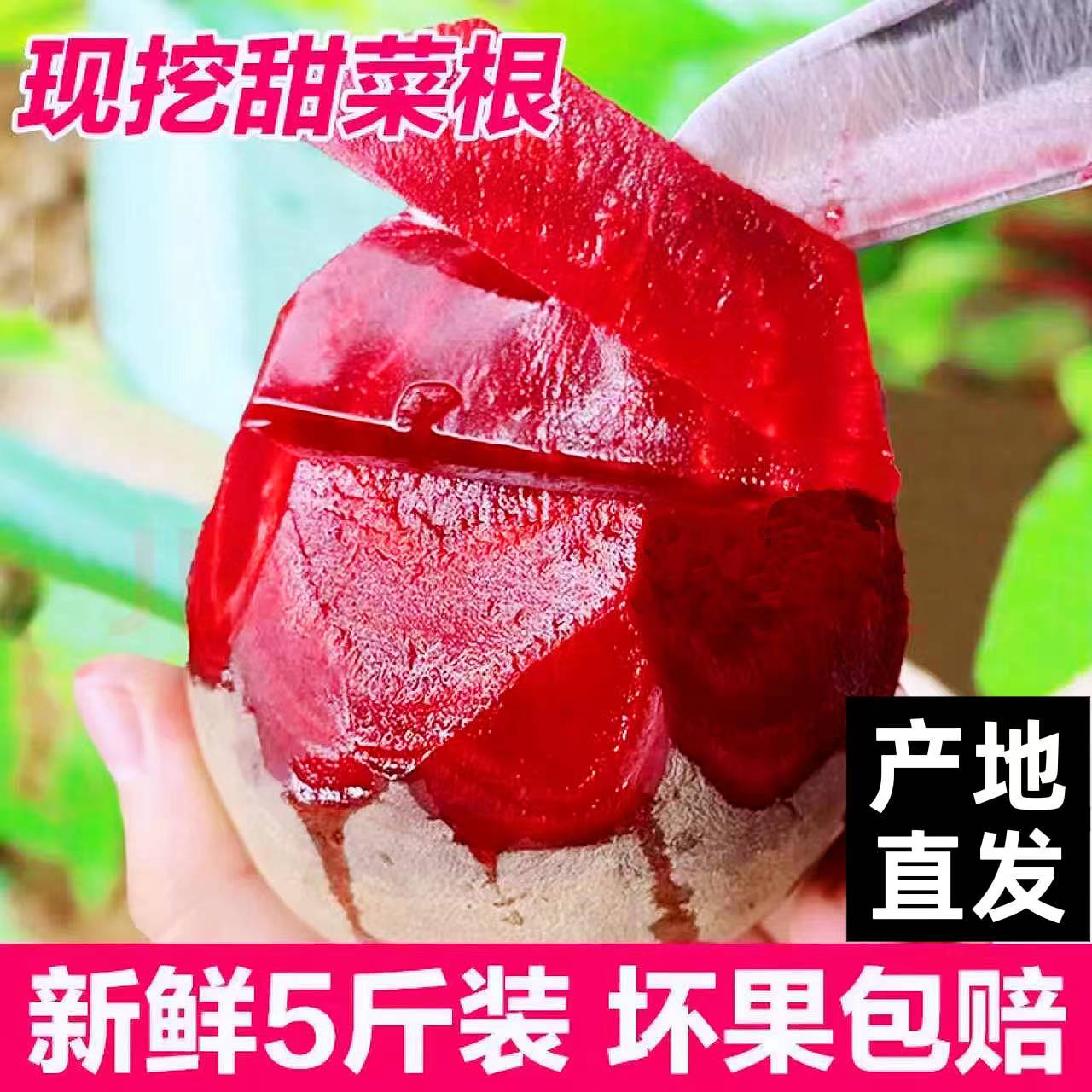 现挖新鲜甜菜根新鲜甜菜头紫菜头红菜头红甜菜头蔬菜农产品5斤装