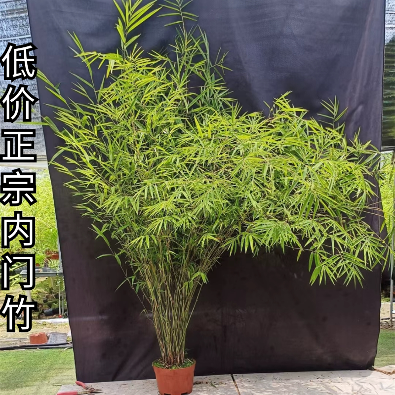 台湾内门竹 竹子苗 庭院观叶 绿植 室内阳台 桌面绿植 风水小盆景