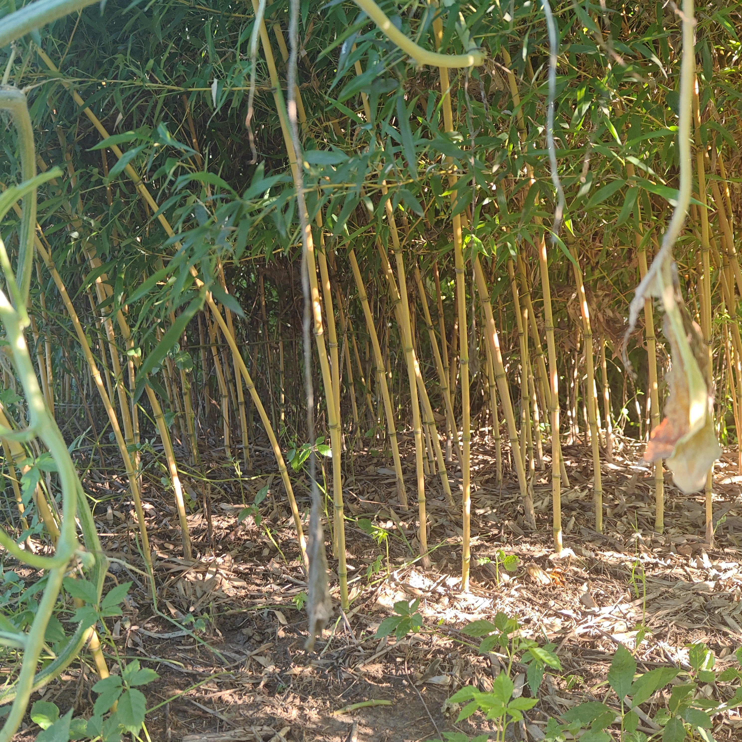 黄金竹子苗 黄秆京竹苗 庭院植物 常青耐寒 四季常绿 风水 小型竹