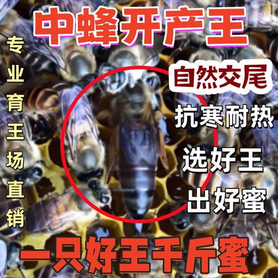 中蜂蜂王优质耐寒抗热正宗伏牛阿坝新开产王中蜂产卵王纯种交尾王