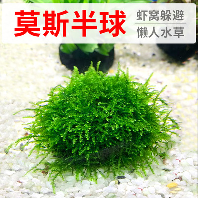 鱼缸莫斯水草大小半球慕斯植物活体莫丝绿藻球前景造景小鱼缸专用