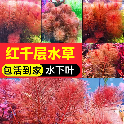 红千层红羽毛水草鱼缸造景