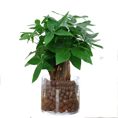 发财树盆栽室内植物大颗四季常青