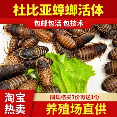 杜比亚蟑螂活体饲料繁殖组幼体昆虫爬宠守宫食物龙鱼活饵新宠鸟类