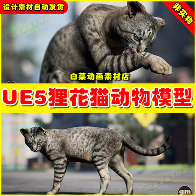 UE5 Animalia - Domestic Cat 中华田园猫狸花猫动物模型5.5版本