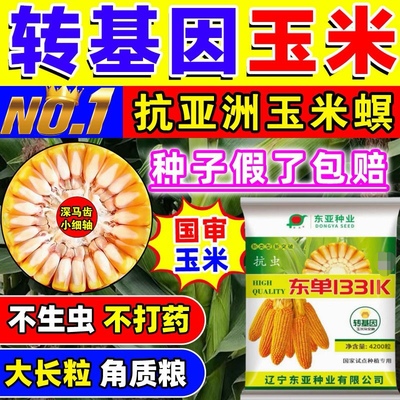 东单1331K玉米种子2025新种加强