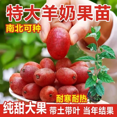 羊奶果苗德甜二号当年结胡