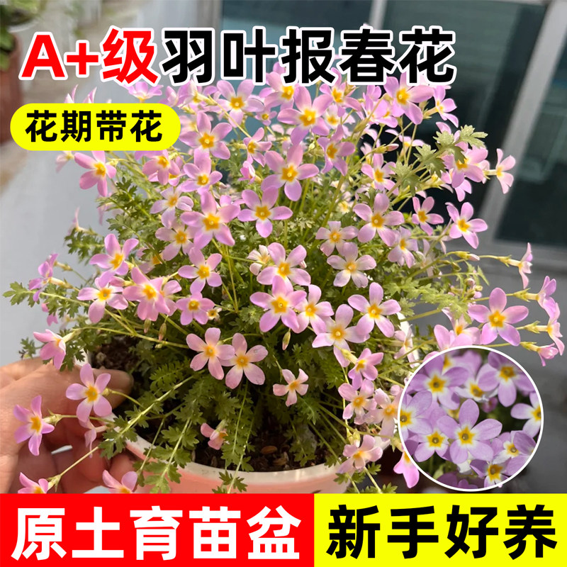 羽叶报春花盆栽年宵植物带花苞迎春花玫瑰报春花苗适合过年的花卉