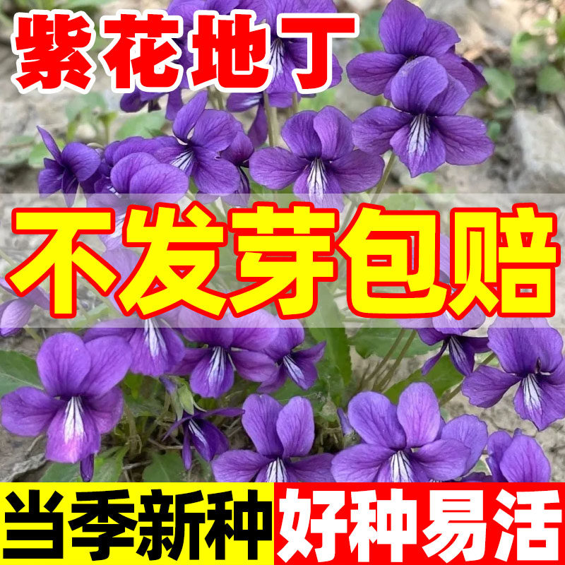 紫花地丁种子中药材甜地丁苦地丁种籽四季开花易活多年生盆栽种苗