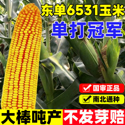 东单6531玉米种子国审老品种矮