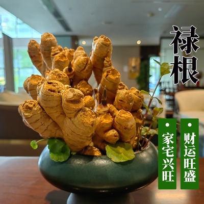 禄根盆栽带芽灵草好养不当生姜苗