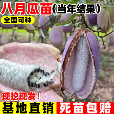 无籽八月瓜树苗八月炸果树果苗盆