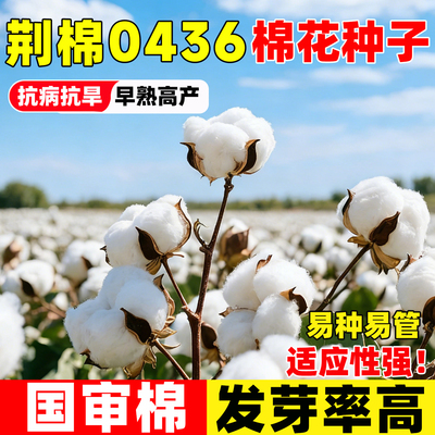 荆棉0436棉花种子高产抗病耐重茬