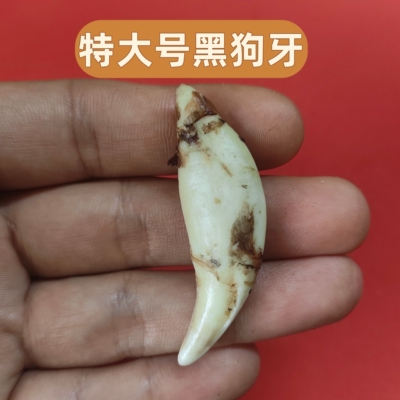 特大真品黑狗牙项链吊坠