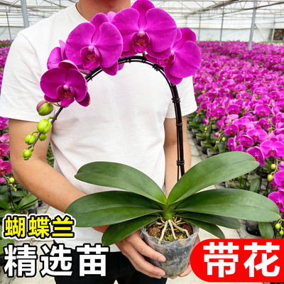 蝴蝶兰带花盆栽室内客厅真花卉摆件年宵花桌面鲜花四季开兰花绿植