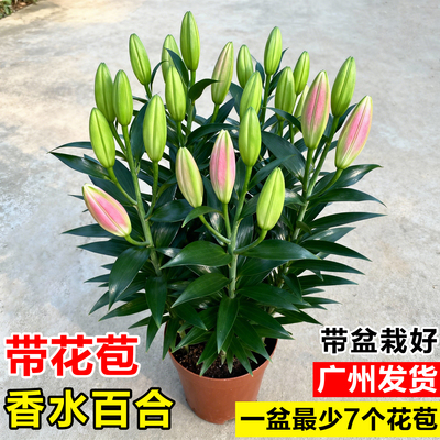 百合花盆栽带花苞室内客厅阳台四季观赏新鲜浓香型植物花卉玫瑰花