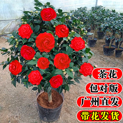 茶花树苗带花苞室内阳台香妃山茶花卉盆栽浓香型耐寒耐热鲜花植物