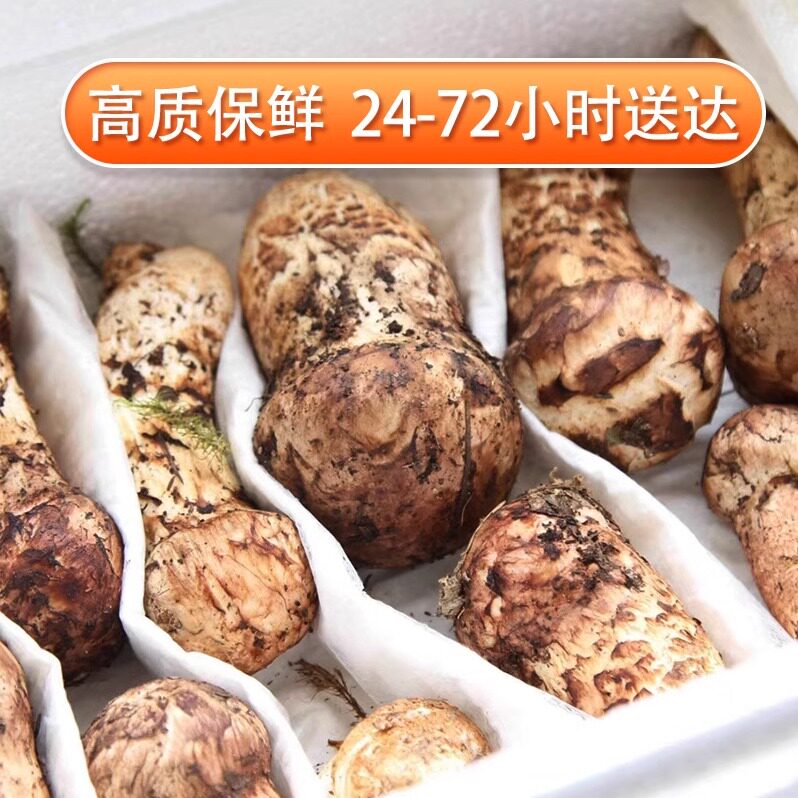 [现货]云南香格里拉野生9-12cm新鲜松茸菌菇出口级未开伞1000g