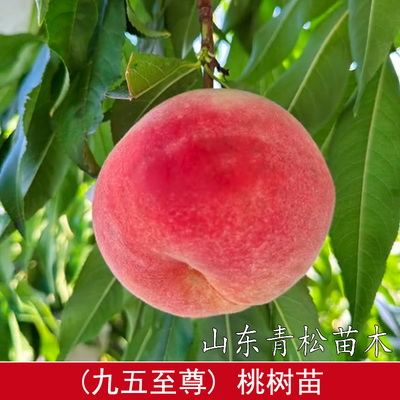 新品种九五至尊水蜜桃树苗t014桃苗晚熟高糖大桃果苗南方北方种植