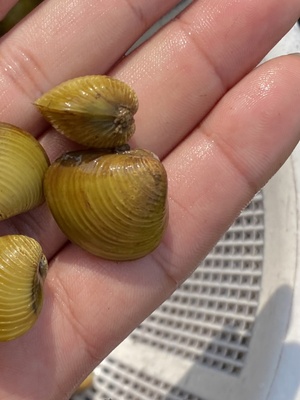 溪流黄金蚬河蚬河蚌淡水原生净化水质小型观赏螺除藻除绿鳑鲏繁殖