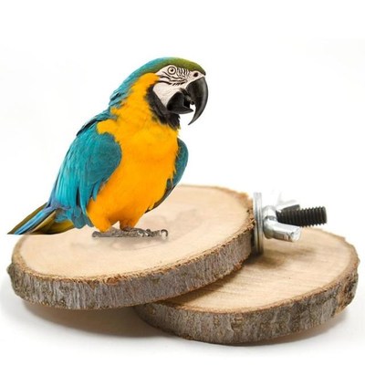 PetStandingBoarWCockl