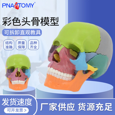 自己用拼装4D骷髅头骨人头骨颅骨教学部件拆分模型可美术15头盖骨