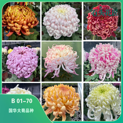 国华大菊苗独本菊苗狮子头菊