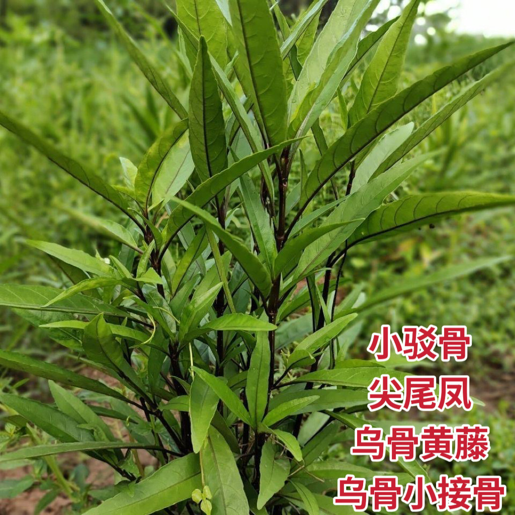 乌骨小驳骨草新鲜 接骨草 尖尾凤铁打肿伤草接骨筒乌骨黄藤接骨木