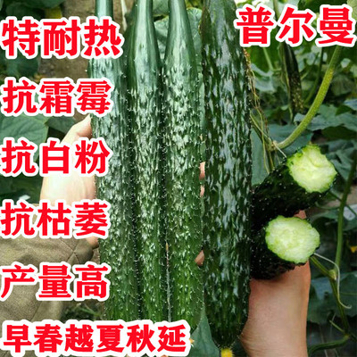 白粉霜霉小黄点抗性好瓜条顺直