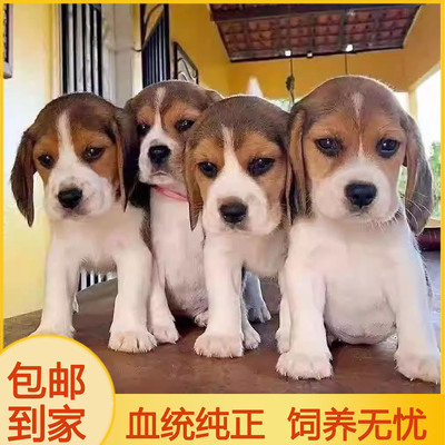 狗狗宠悦奇看家护院小型犬