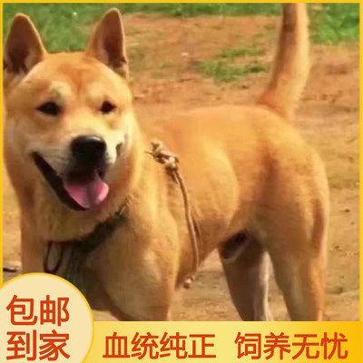 黄狗幼犬白面农村家养长毛狗村口可爱看门狗大骨架便宜聪明正宗狗