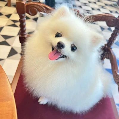 博美幼崽白色黄色可爱活泼家养聪明伶俐博美犬现货博美宠物狗家养