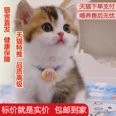 宠悦奇中华田园猫家养