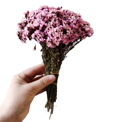 干花di文艺小白菊长得像法国梅迷你y白花花瓶蜡真菊pgy01花环白色