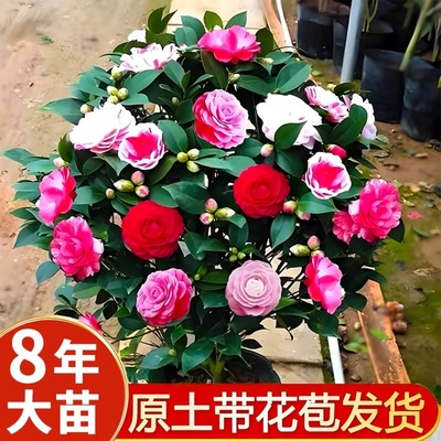 茶花树苗山茶花盆栽五色赤丹