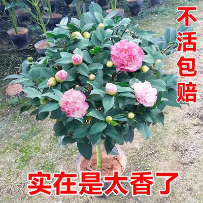 香妃茶花盆栽香水茶花阳台客厅