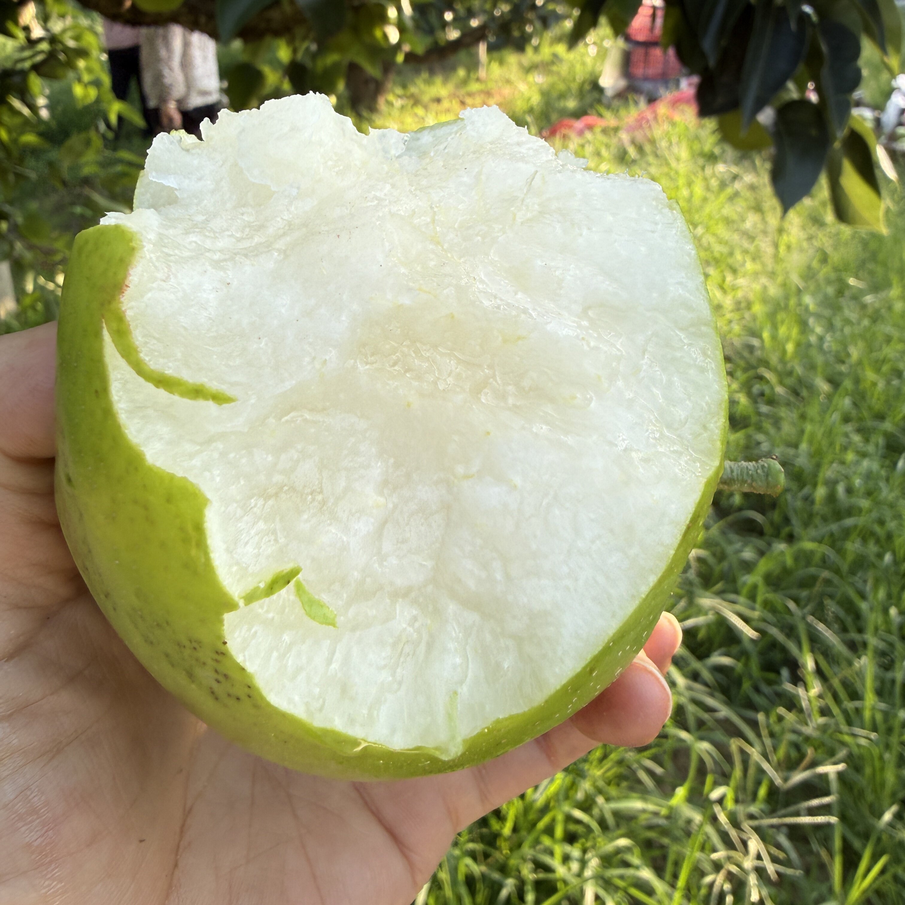 砀山自家果园现摘新鲜无公害水果露天青皮蜜梨农产品整箱包邮