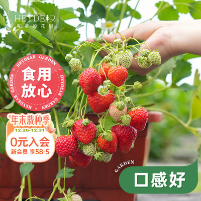 基地自产草莓苗安全可口