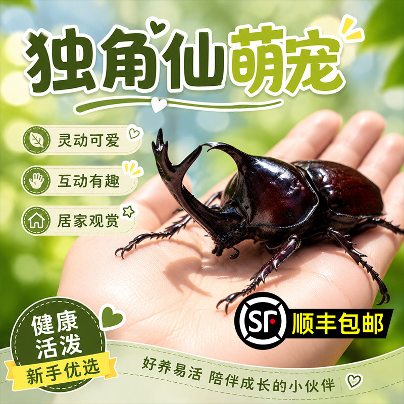 独角仙甲虫活体宠物成虫昆虫活物爬虫巨型大个兜虫花金龟锹甲壳虫