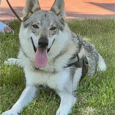 狼青犬幼犬纯种幼崽大型看家护卫犬青狼犬中华狼青犬军犬警犬巨型